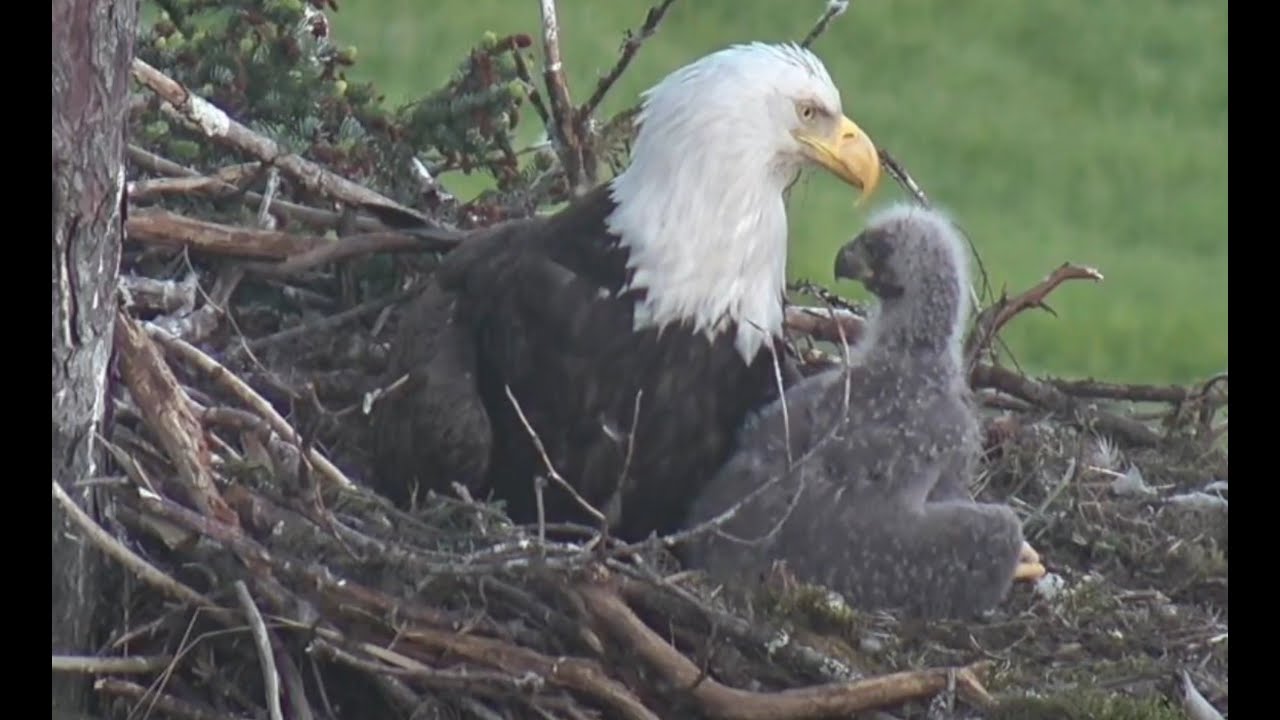 Eaglet Hope (GG9) Growing Up in the wild June 19th, 2023 - Part 5 - YouTube