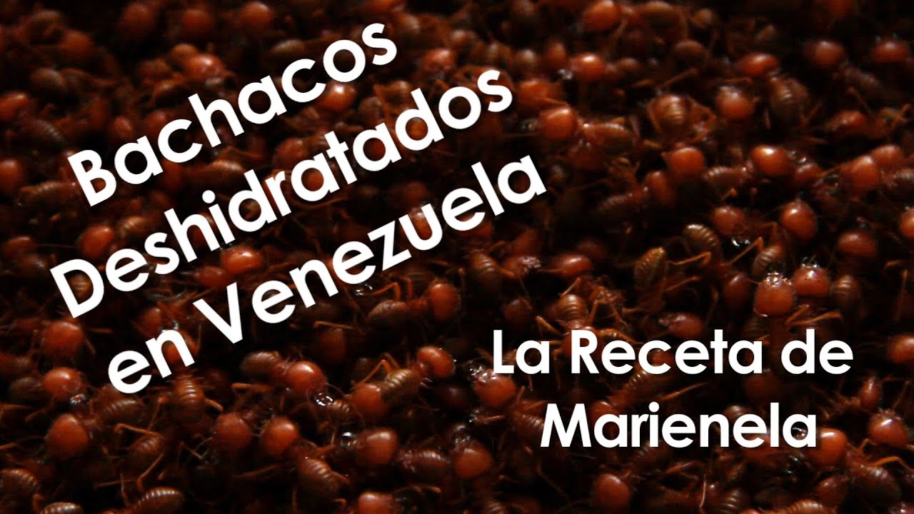 Micro reportaje: ¿Cómo se preparan los Bachacos deshidratados? - YouTube