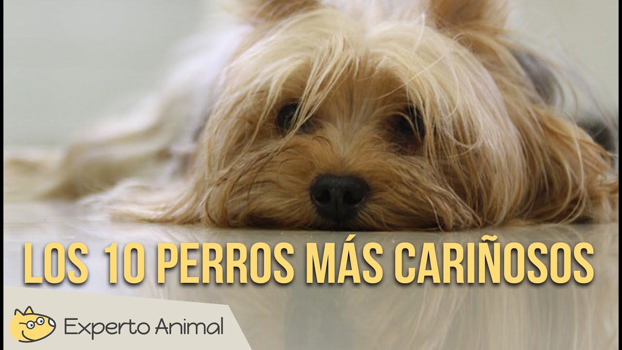 Los 10 perros más cariñosos - YouTube
