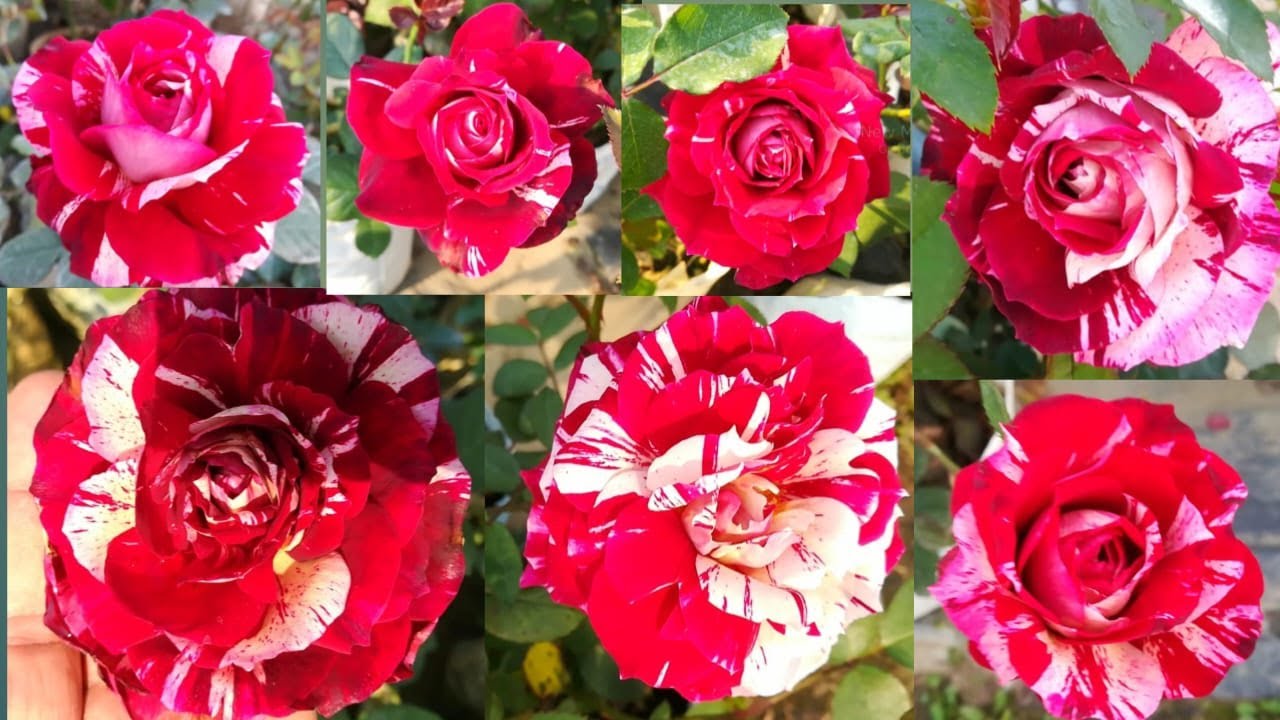 Rock And Roll Rose variety / Julio Iglesias Rose / Rock n roll - YouTube