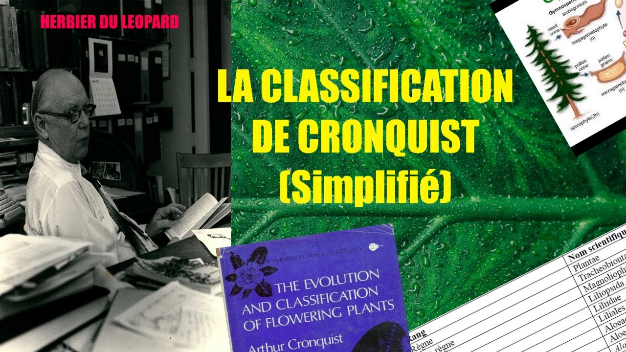 La classification de Cronquist (Simplifié) Subtitles (English,German ...