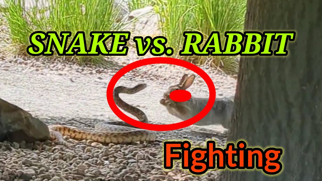 Snake vs rabbit. Fighting - YouTube