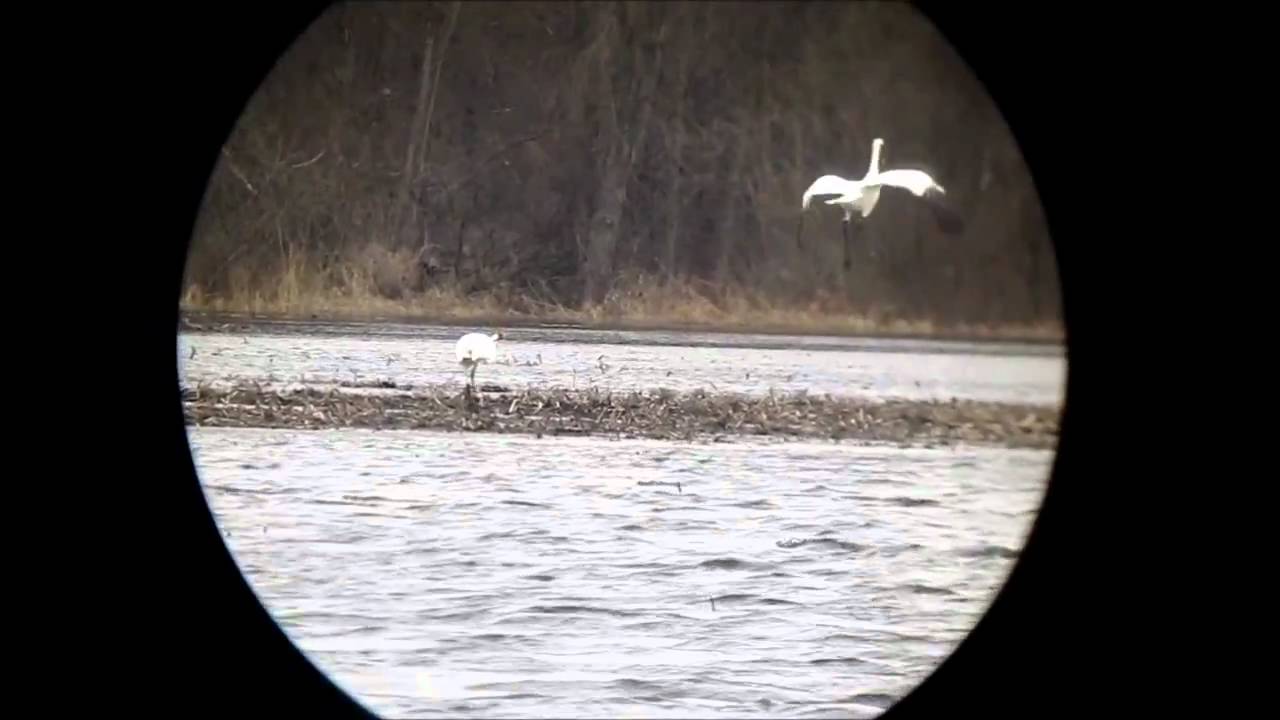 Whooping Crane Dance - YouTube