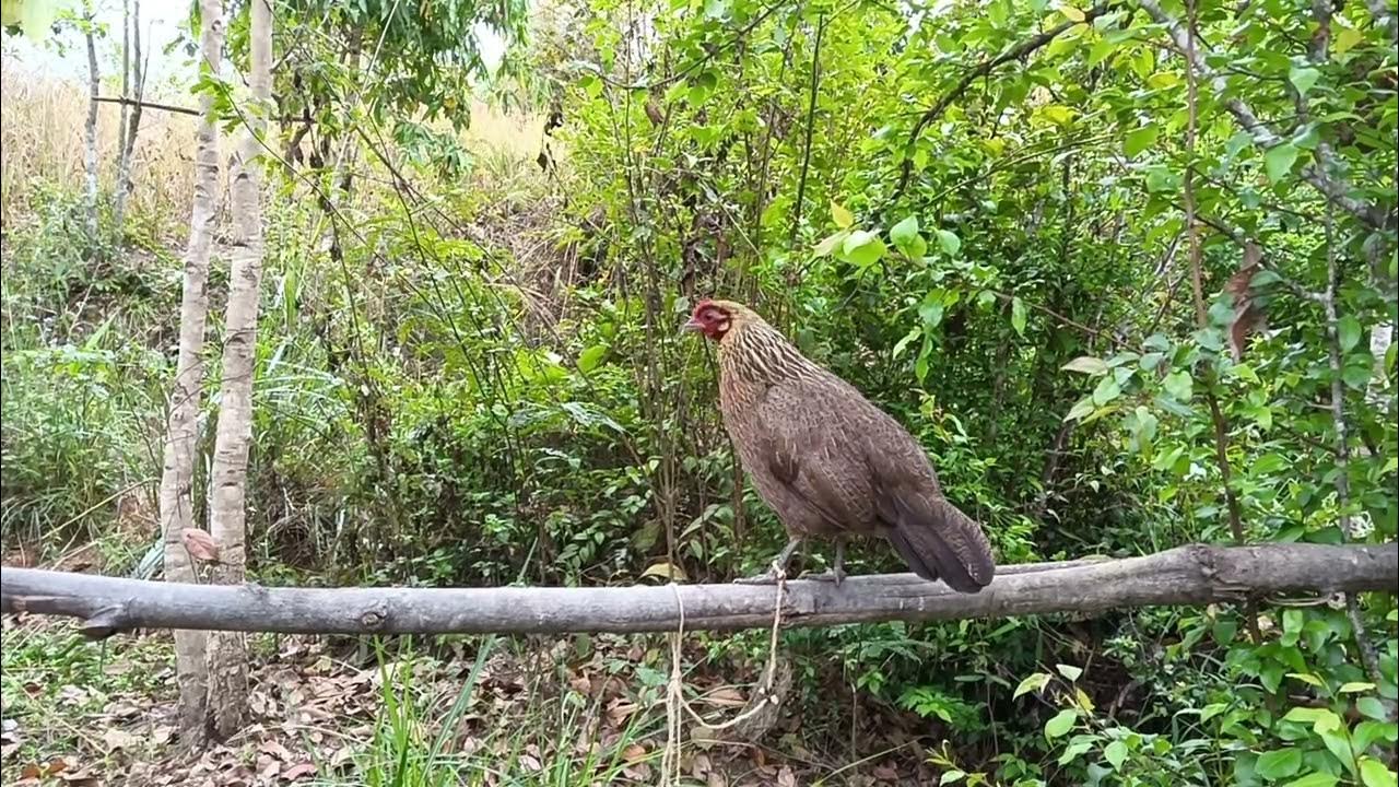 Poj Qaib Seev Zoo Heev 26/2/2025 - YouTube