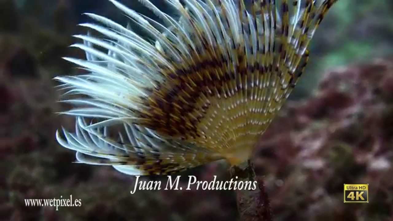 MARINA 4 -GATES AX 100 4K- XAVC INTRA UHD 3840x2160 25p. - YouTube