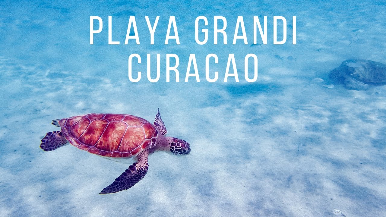 Playa Grandi | Curacao | Playa Piscado | Swimming with turtles - YouTube