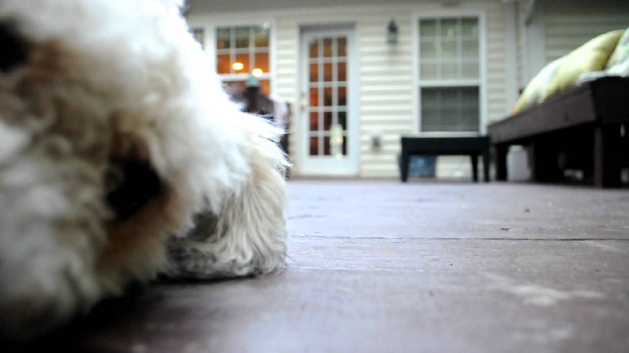 Welsh Corgi / Bichon Frise Mix CAMERA SHY DOG - YouTube