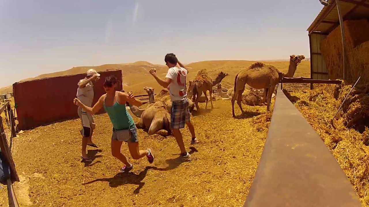 Camel Shake - Harlem shake - YouTube