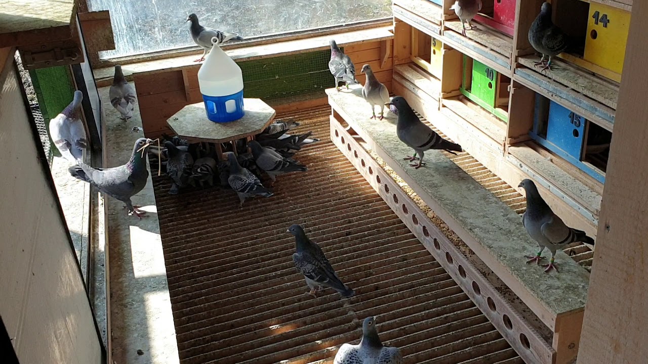 Gołębie Pocztowe. PZHGP 0440. Tymczasem w gołębniku #2 - YouTube