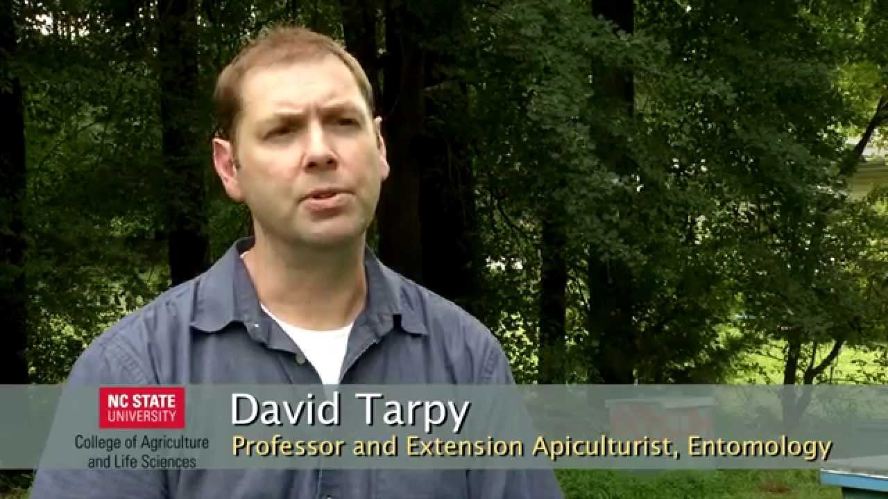 David Tarpy: The importance of Honeybees - YouTube