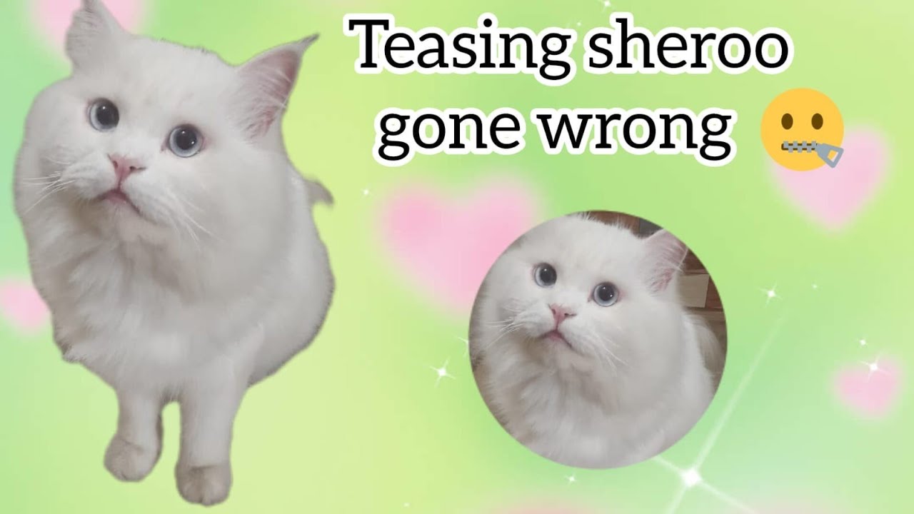 Teasing sheroo gone wrong | sheroo in sleepy mood 😑 - YouTube