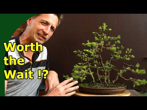 Make Bonsai Forest look incredible! | 2 year Spruce Bonsai Forest Evolution