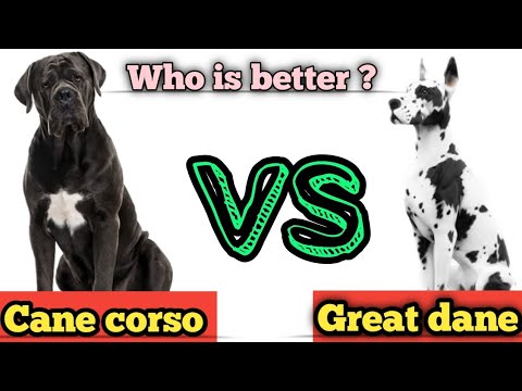 Cane corso vs Great Dane || Which one is better dog 🐕? || Dog 🐶 ...