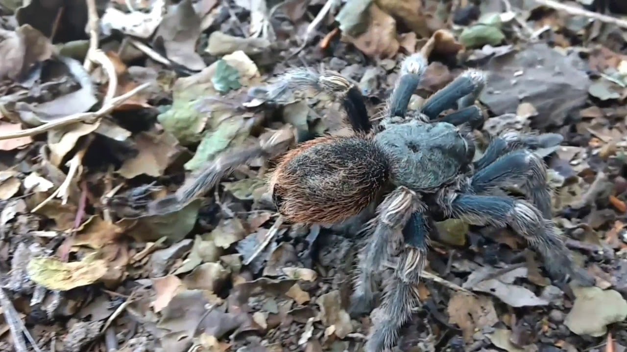 Euathlus Sp Hermosa - YouTube