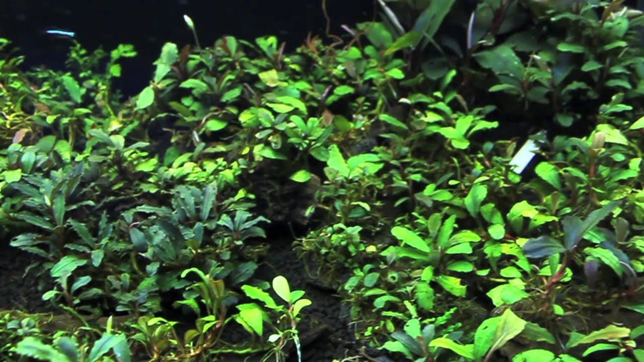 BUCEPHALANDRA TANK BY SIAM BUCE SHOP. - YouTube