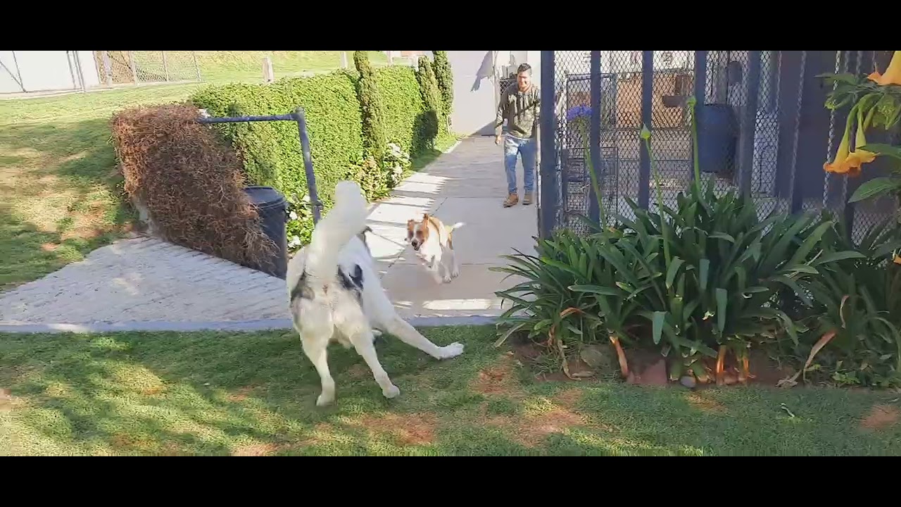 Luna y Otto - YouTube