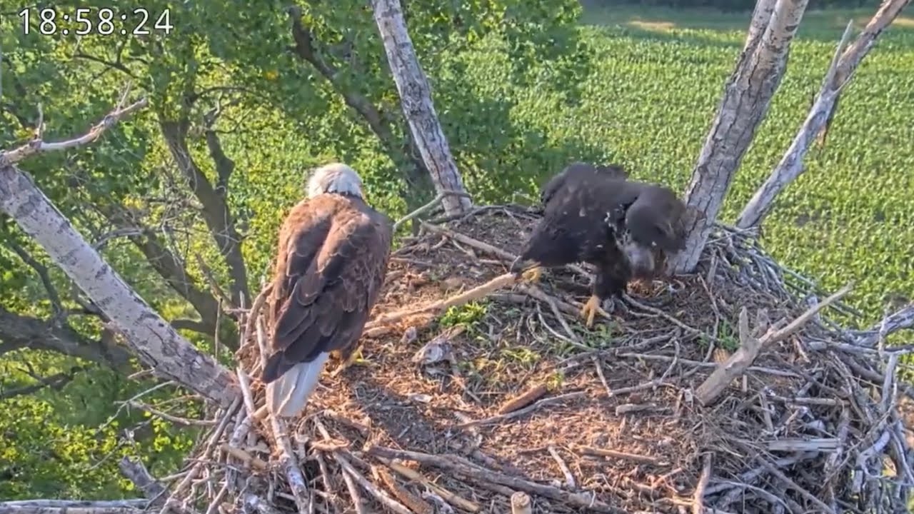 Kansas Eagles 6-9-25. Ellie Delivers Fawn Legs; Ellie Makes Kanza Work ...