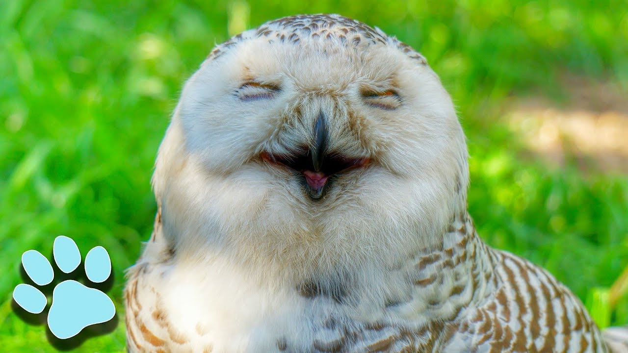 100 Funny Bird Videos | Hilarious Animal Compilation - YouTube