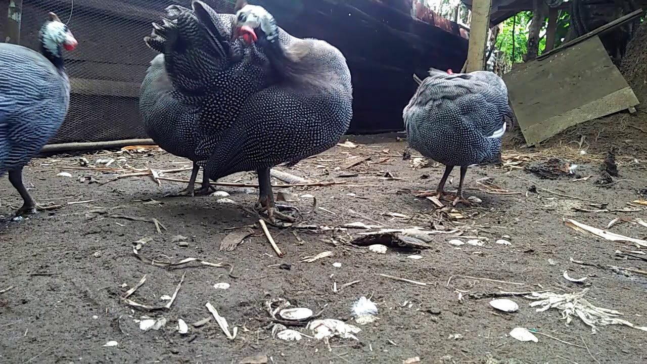 My Guinea fowls - YouTube