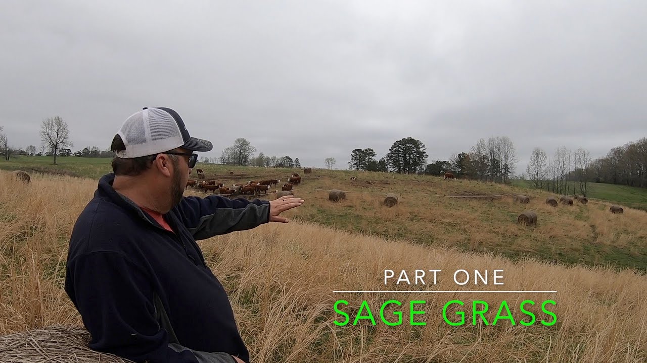 (Part One) Pasture Sage Grass or Broomsedge - YouTube