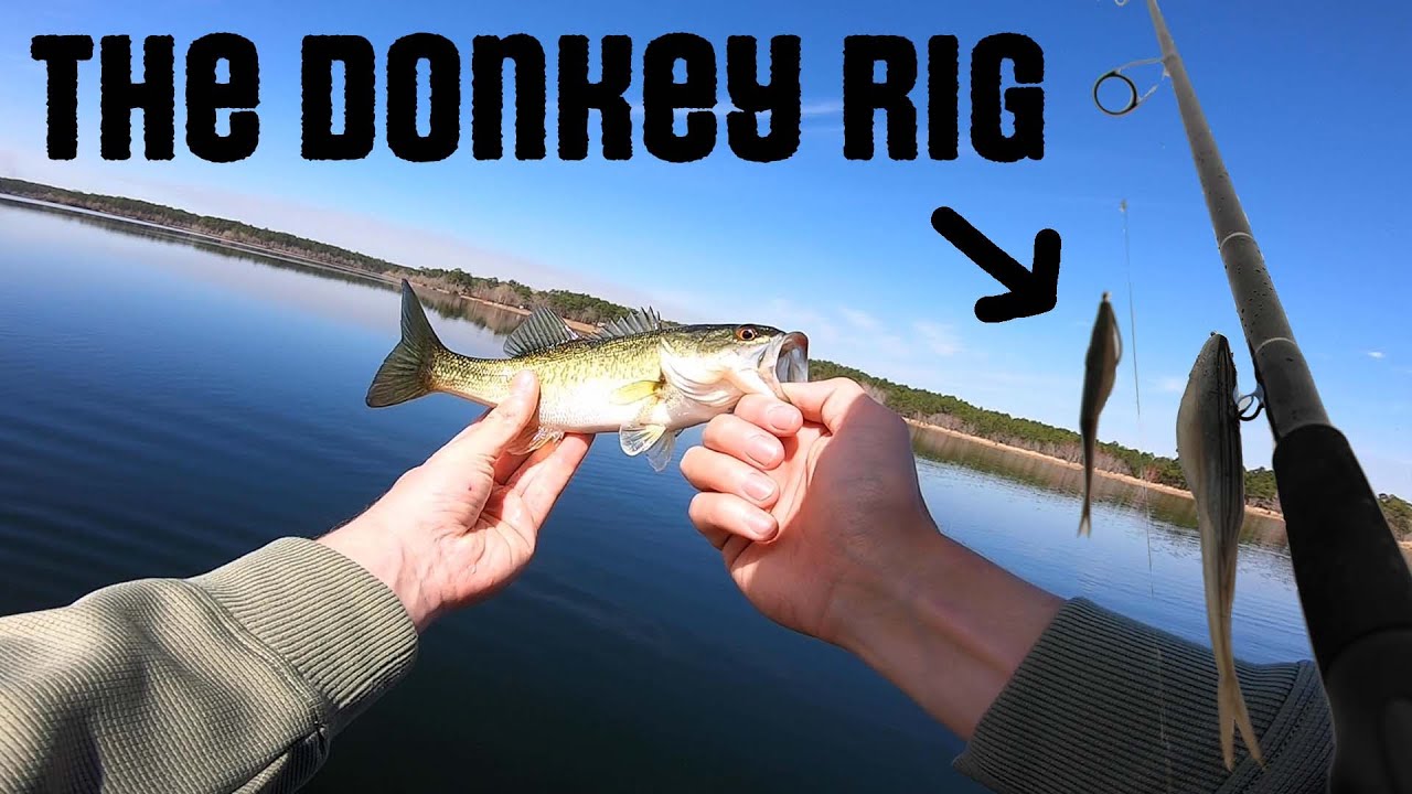The bass went CRAZY over this | THE DONKEY RIG - YouTube
