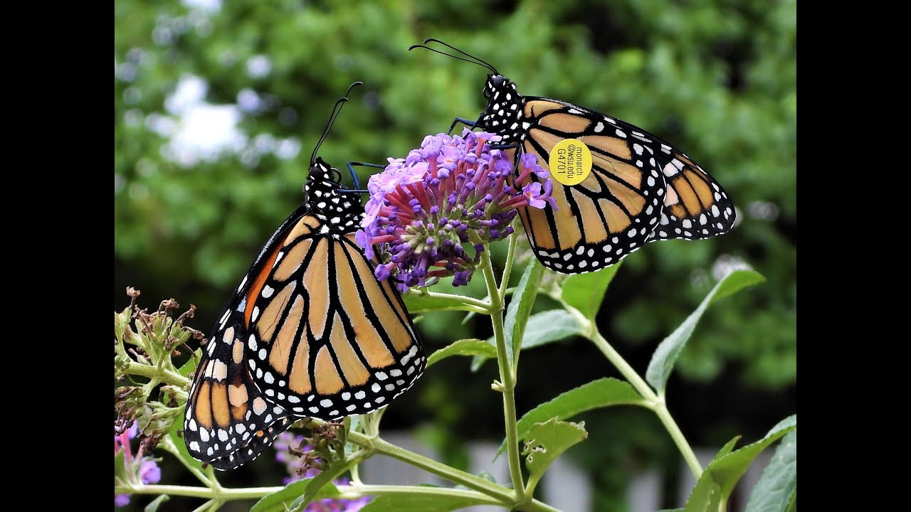 Red Barn Event: Western Monarchs - Migration, Adaptation, and ...