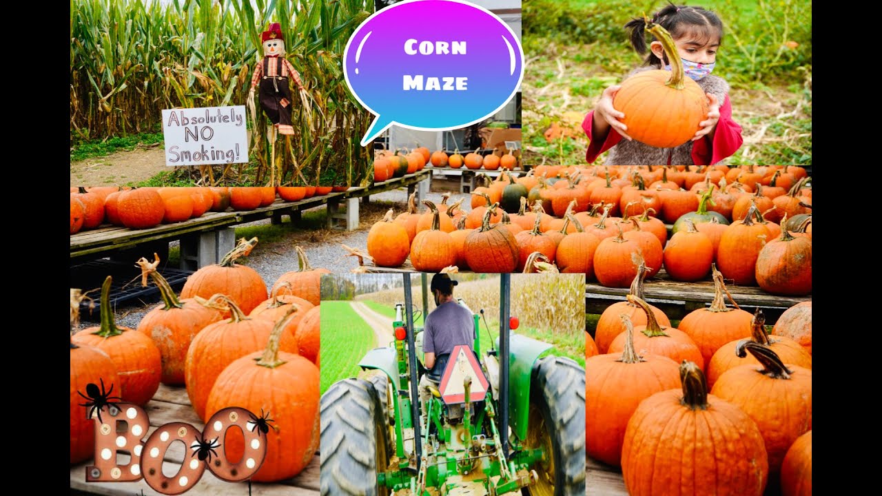 Lost In A Corn Maze ! Trip To The Farm With Halloween Pumpkin Patch ...