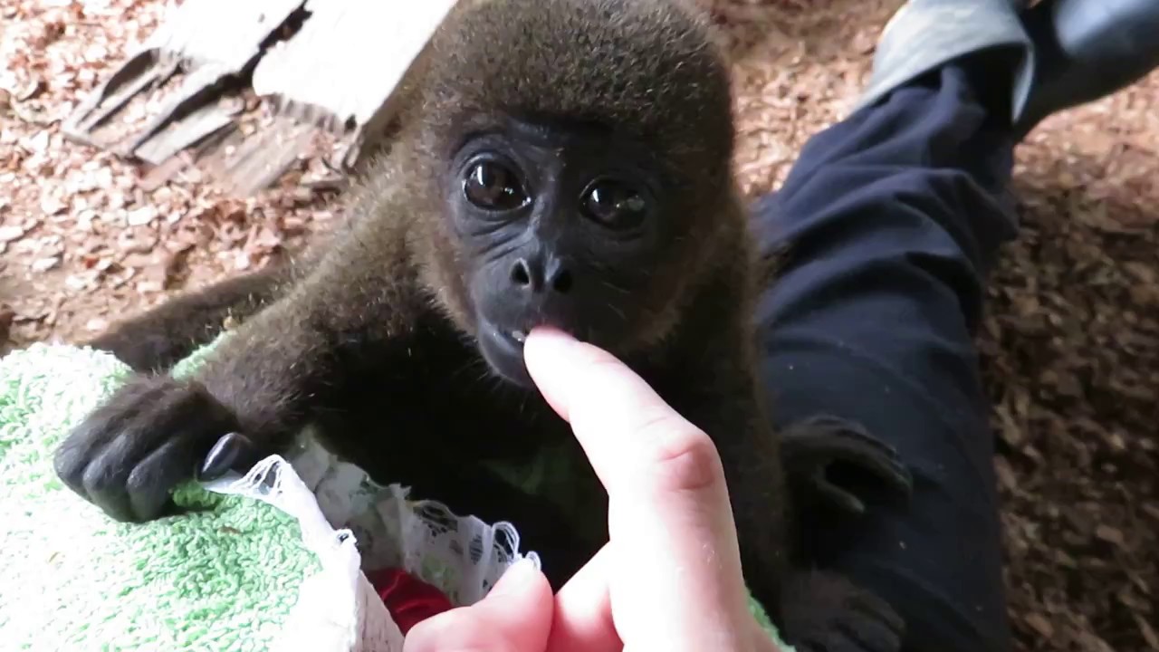 Special baby Woolly Monkey likes spending time with her foster mom ...
