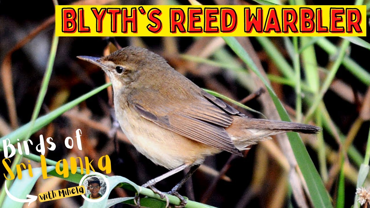 BLYTH'S REED WARBLER | Birds of Sri Lanka with Mihela | Sound / Call ...