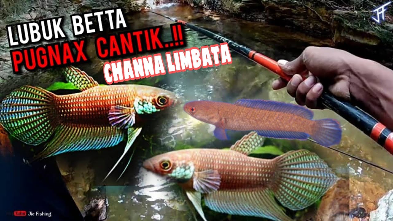 MENCARI BETTA PUGNEX / CHANNA LIMBATA DI KEBUN SAWIT . IKAN VIRAL ...