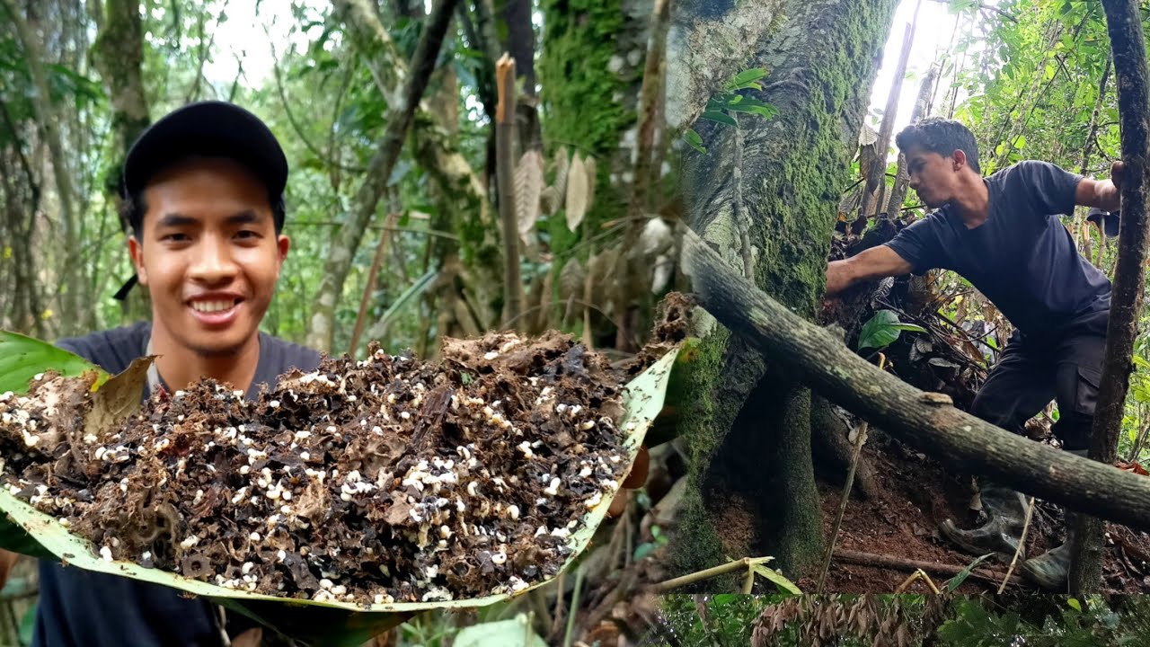 Foraging Wild Edible Ant Eggs || A Local Cuisine of Our Village. - YouTube