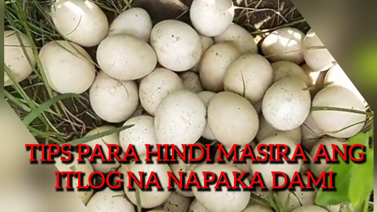 PAANO MAIIWASAN ANG PAGKA BULOK NG ITLOG NG BENGALA - YouTube