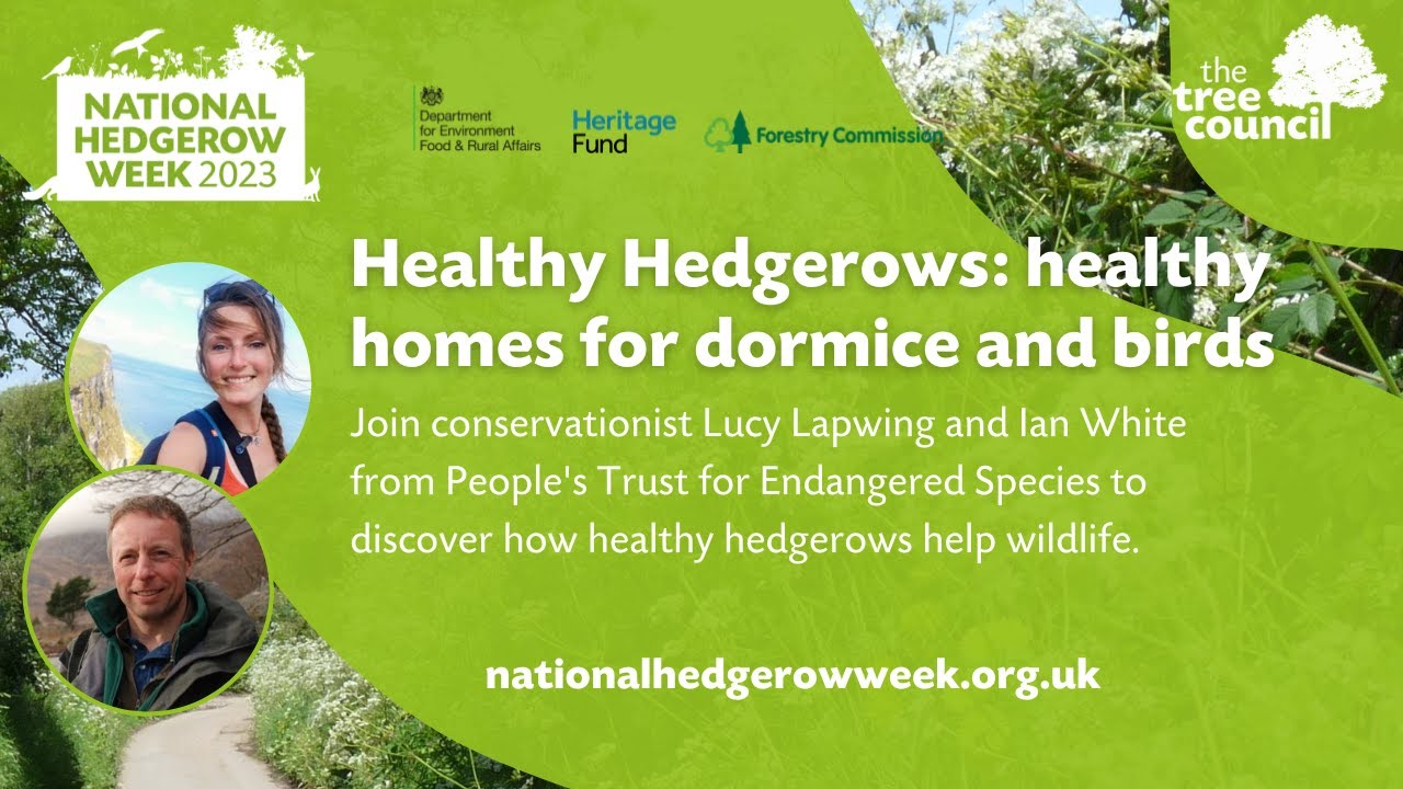 Healthy Hedgerows: healthy homes for dormice and birds | National ...