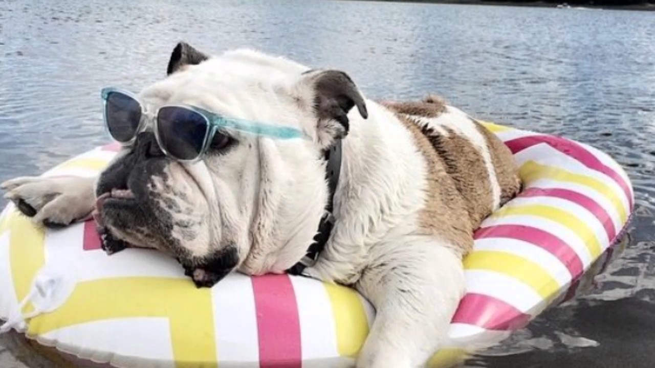 Bathing the Bulldogs - YouTube