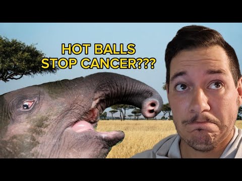 Elephant Testicles Preventing CANCER??? - YouTube