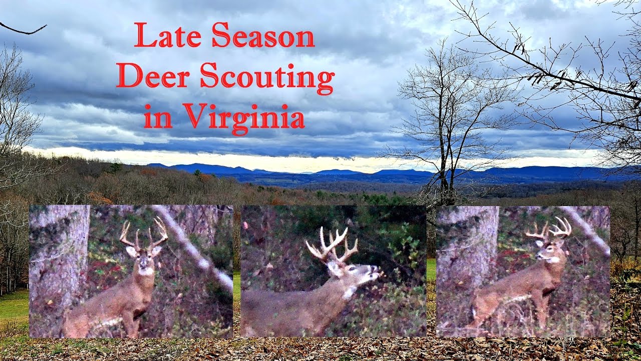 Late Season Deer Scouting in Virginia - YouTube