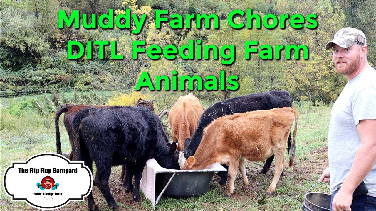 Muddy Farm Chores | DITL Feeding Farm Animals - YouTube