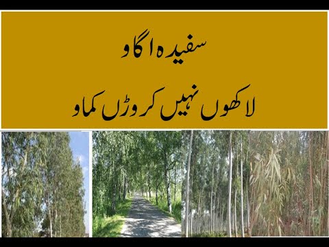 Sufaida farming I Safaida Farming in Pakistan | Eucalyptus Farming ...