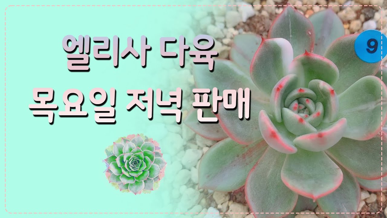 10월27일 금다육 저녁판매 다육이 다육이도매 다육이키우기 다육이판매 Youtube