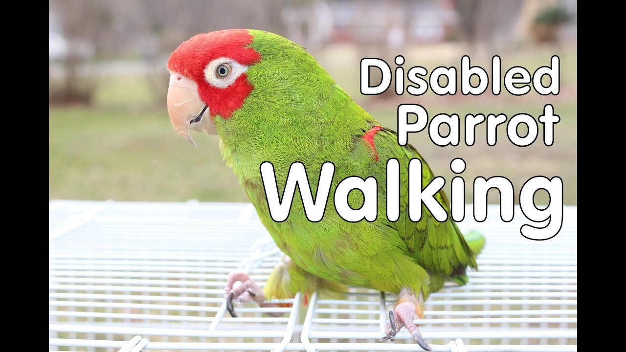 Disabled Parrot Walking! | Queenie's Wobble | SO ADORABLE - YouTube