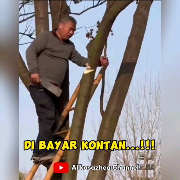 MEMES KOCAK | CARA POHON MEMBALAS | DI BAYAR KONTAN | #memes #shorts ...