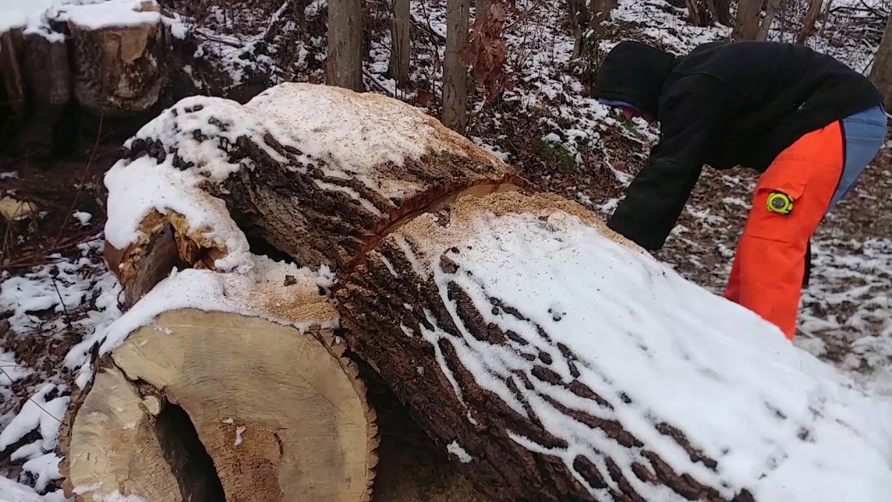 NO LOG IS TO BIG FOR THE TIMBERPRO!!! BUCKING GIANT ASH LOGS WITH A 62 ...