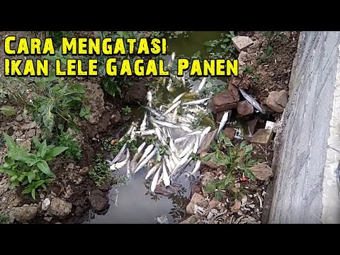 Mengatasi i ikan lele mati masal..di kasih ini langsung sehat kembali ...