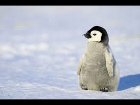 Punching A Penguin - YouTube