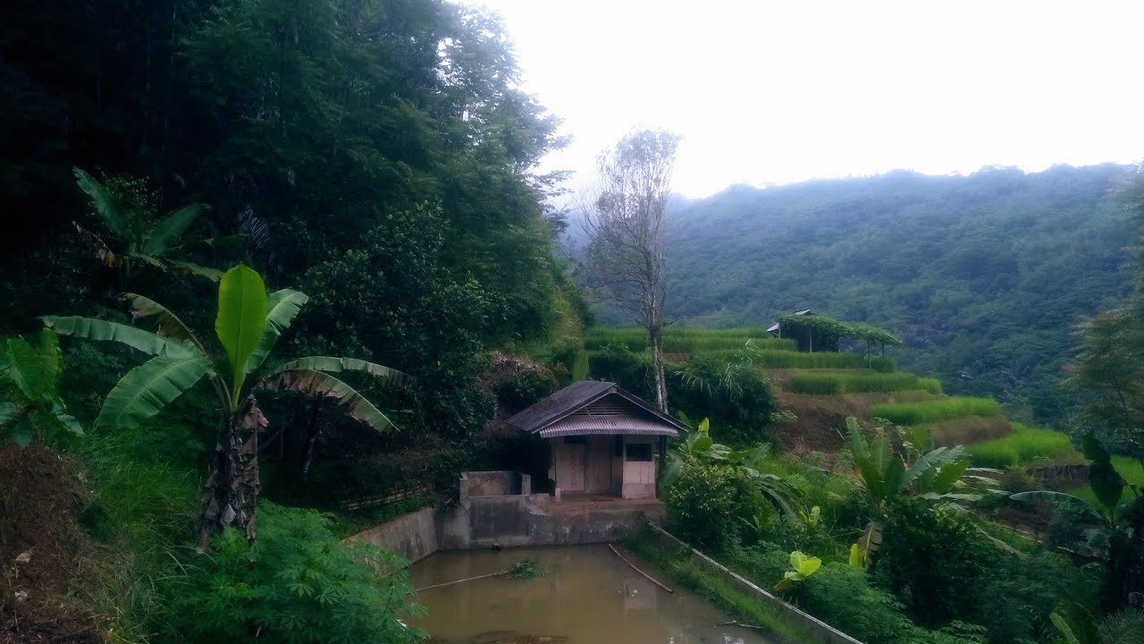 Nikmati keindahan alam sore dengan kehidupan desa perkampungan Sunda ...