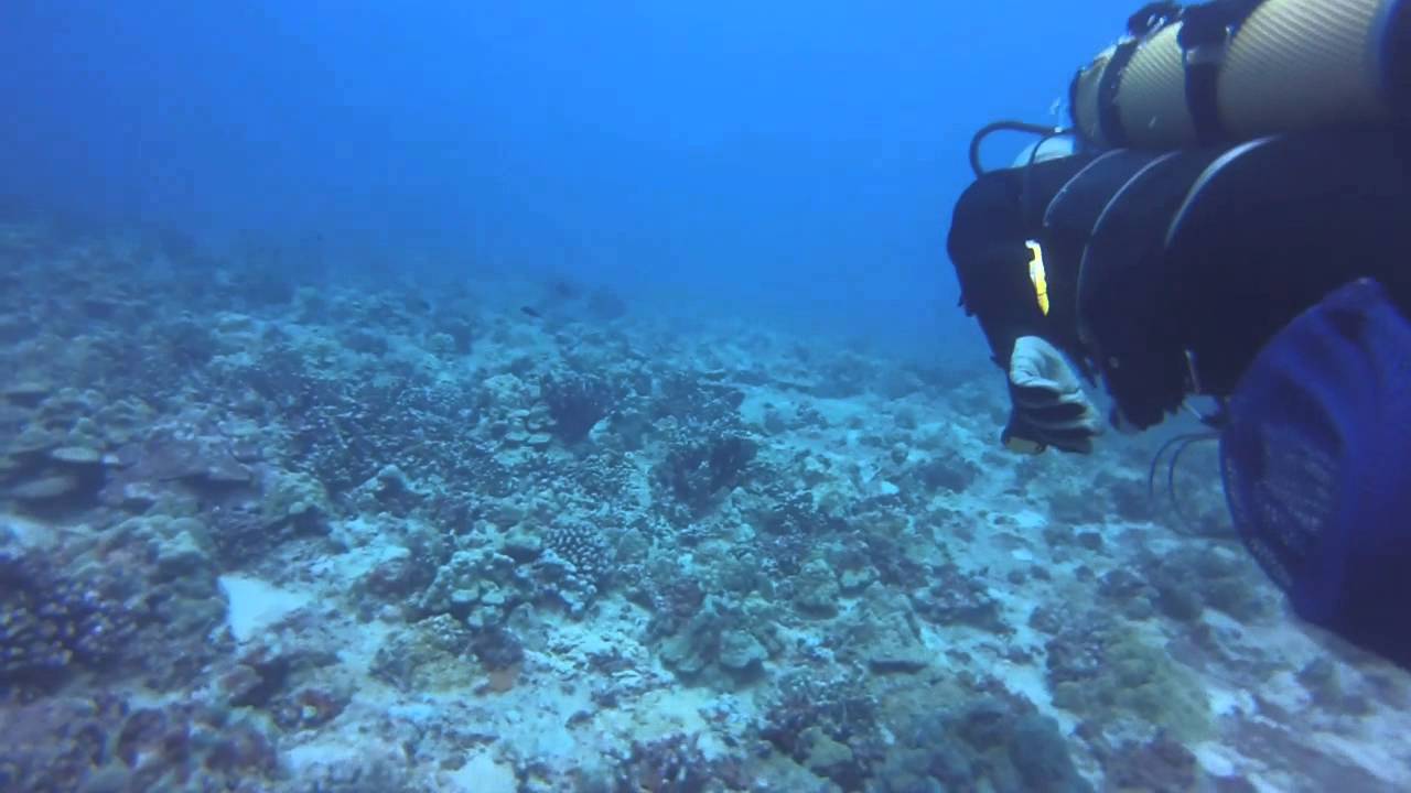 Dylan shell and lobster - YouTube