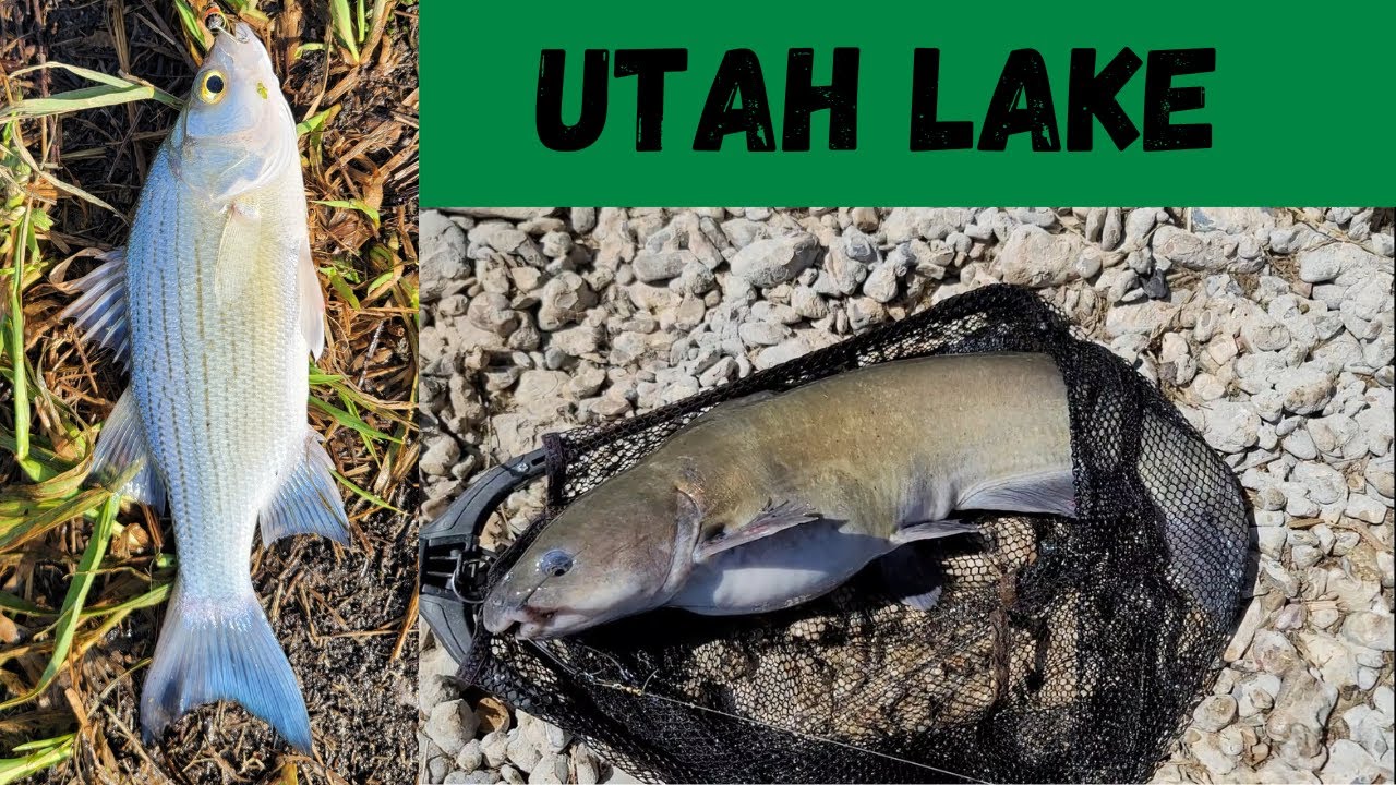 Fishing at UTAH LAKE (white bass and catfish) - YouTube