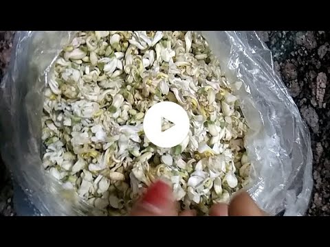 drumstick phool ka postu recipe 🤤#youtube #recipe #please #subscribe ...