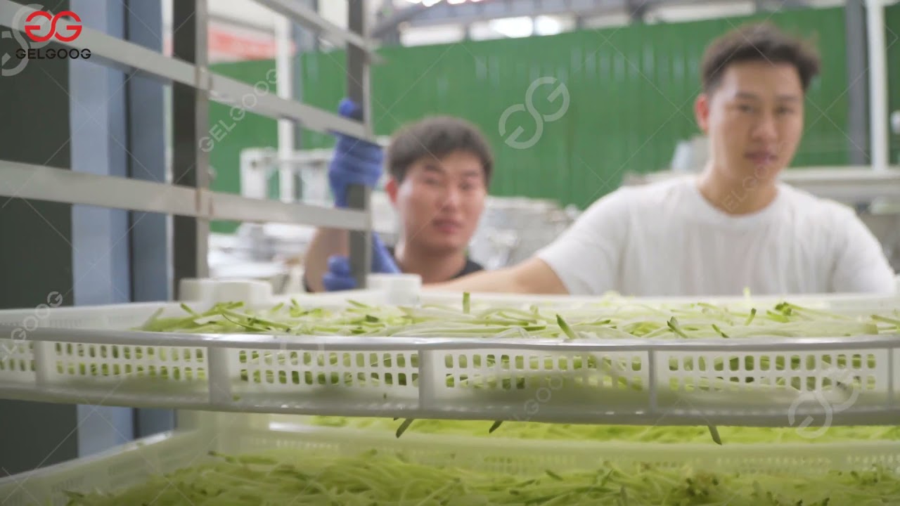 Fruit Drying Machine Dried Mango Process Manufacturing Plant - YouTube