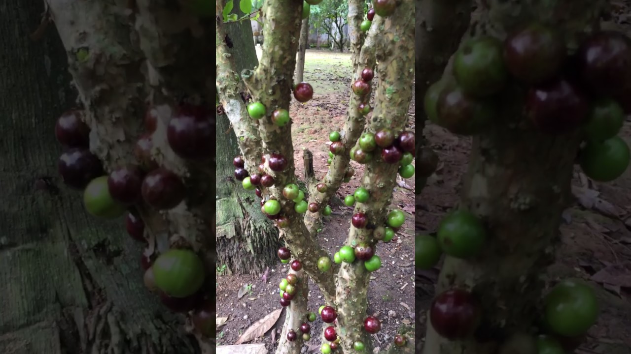 Jabuticaba plantada da semente.. tempos depois veja o que acontece ...